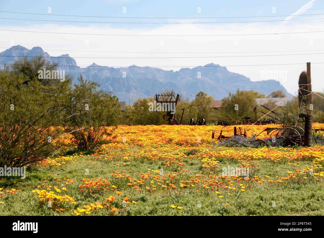 On a three acre plot a vibrant sea of yellow and orange flowers are in ...