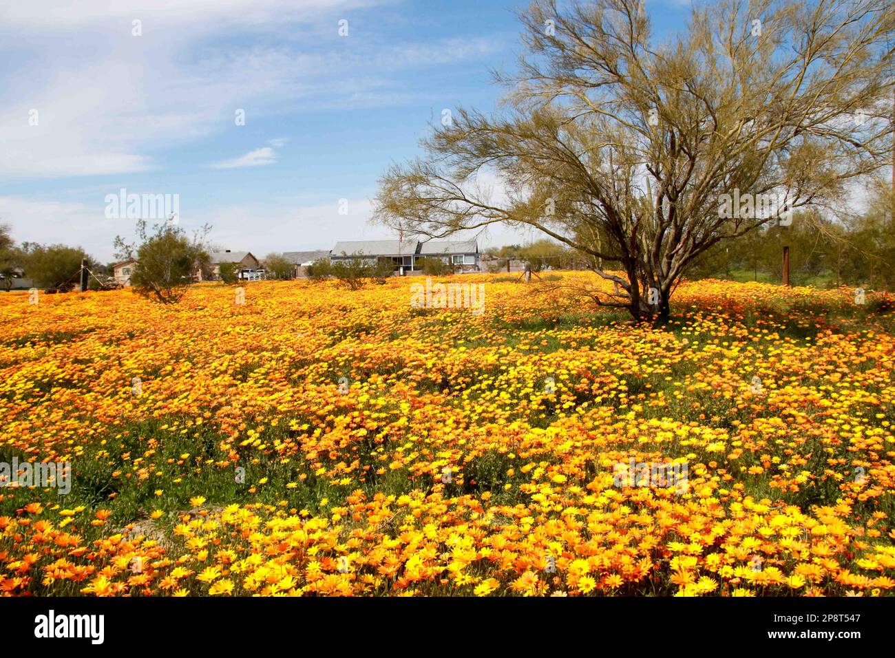 On a three acre plot a vibrant sea of yellow and orange flowers are in ...