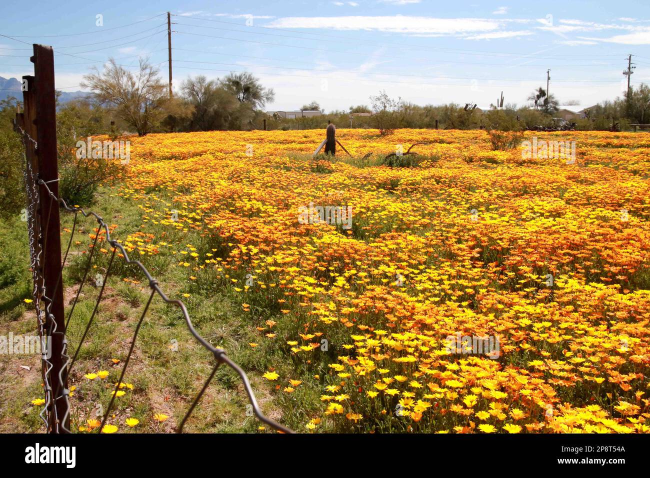 On a three acre plot a vibrant sea of yellow and orange flowers are in ...