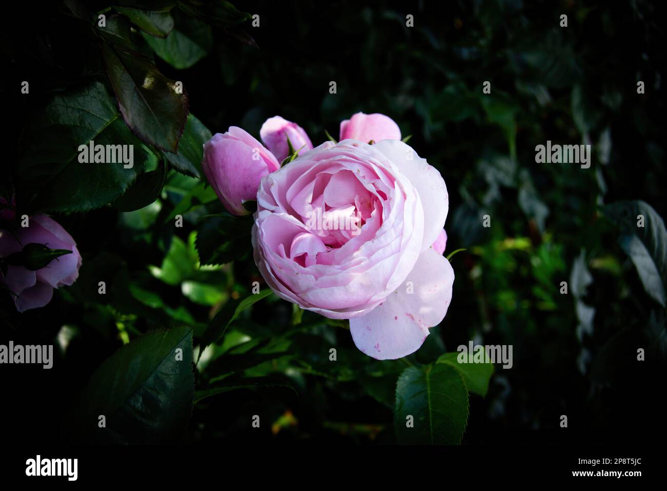 Hans Gönewein rose. Beautifully blooming pale flower. This elegant and ...