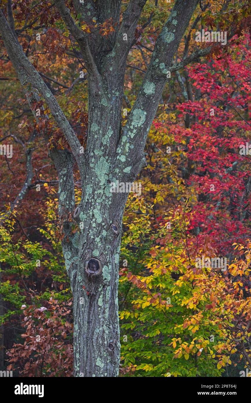 Beautiful fall foliage with litchen covered tree in the foreground ...
