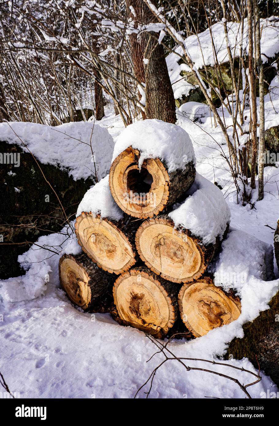 Log laying on the ground hi-res stock photography and images - Alamy