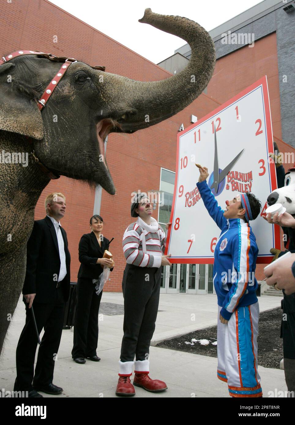 Asia, a Ringling Bros. and Barnum & Bailey circus elephant, appears ...