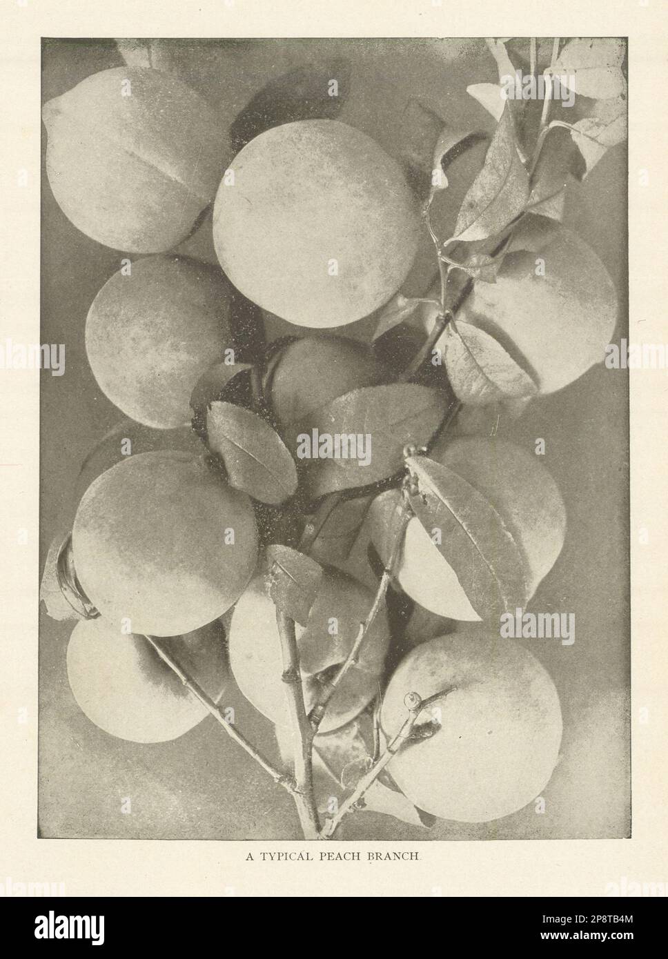 A Typical Peach Branch. Fruit 1907 old antique vintage print picture ...