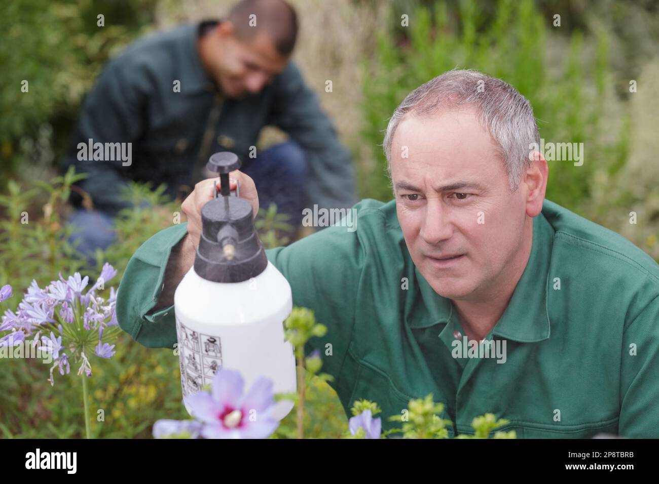 Disease leaves plum tree hi-res stock photography and images - Alamy