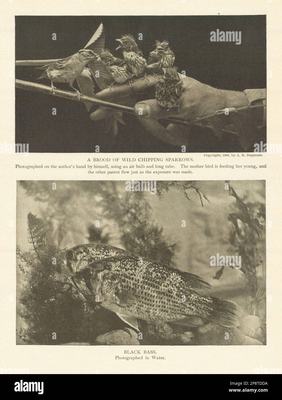 A BROOD of WILD CHIPPING SPARROWS. BLACK BASS. Birds fish 1907 old ...