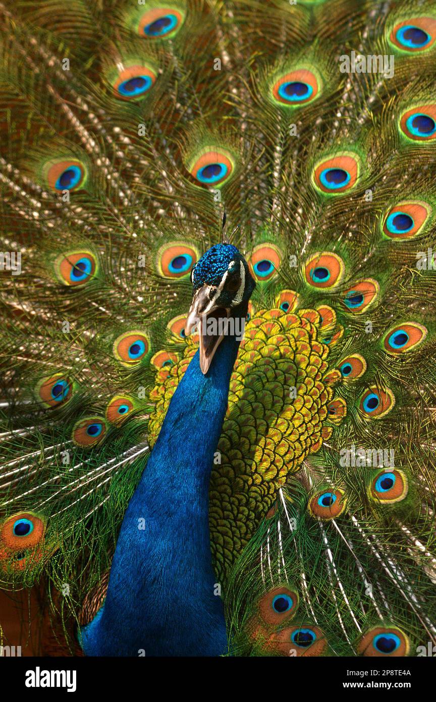 A peacock spreads its wings at the state zoological park in Gauhati ...