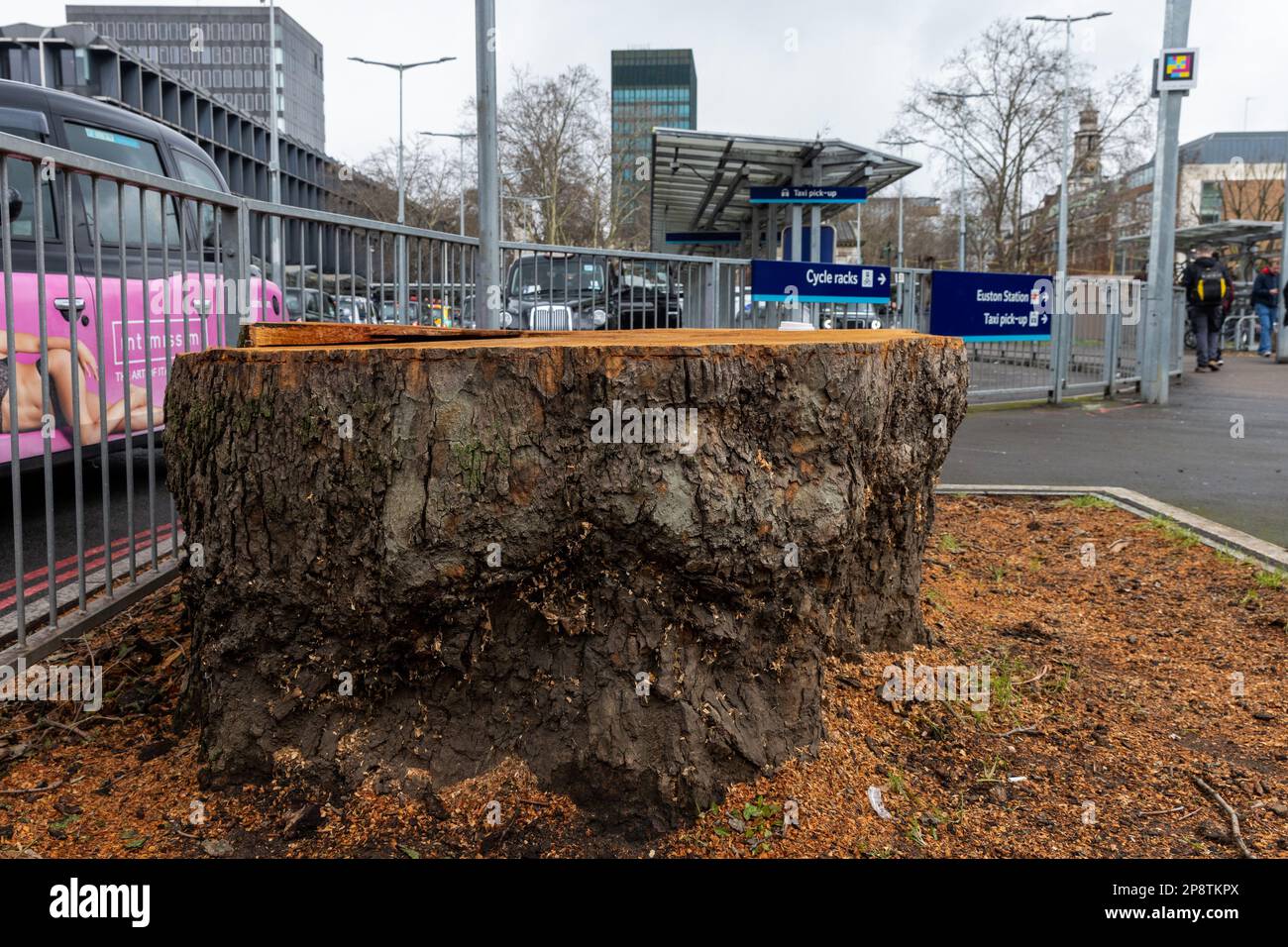 London, UK. 7th March, 2023. The stump of a mature tree felled for the ...