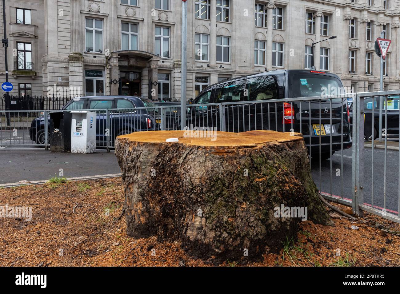 London, UK. 7th March, 2023. The stump of a mature tree felled for the ...