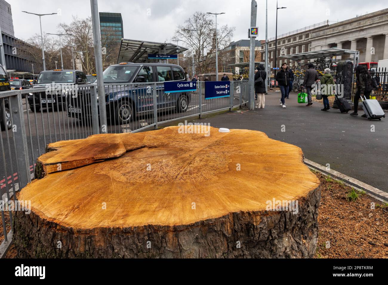 London, UK. 7th March, 2023. The stump of a mature tree felled for the ...