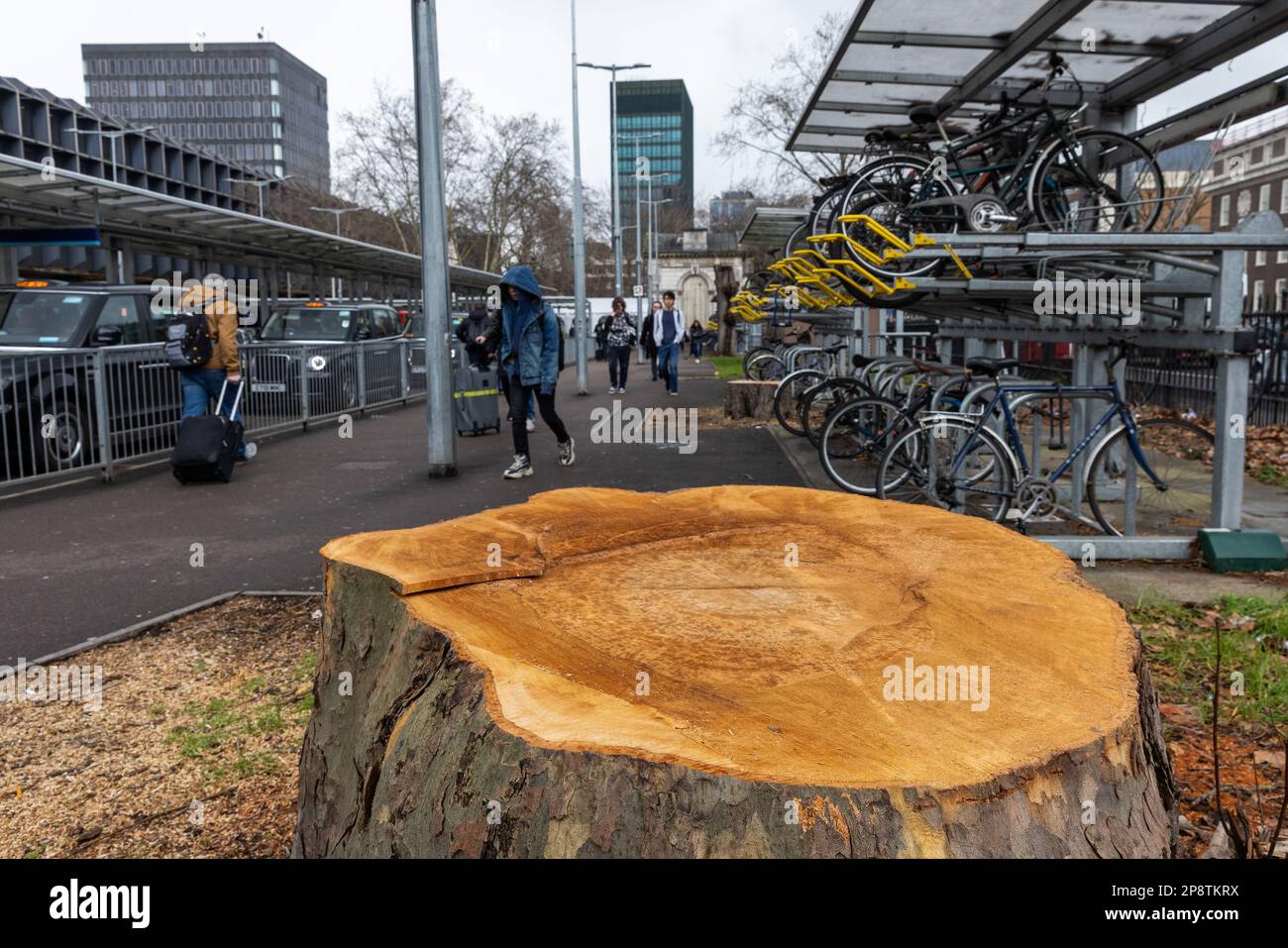 London, UK. 7th March, 2023. The stump of a mature tree felled for the ...