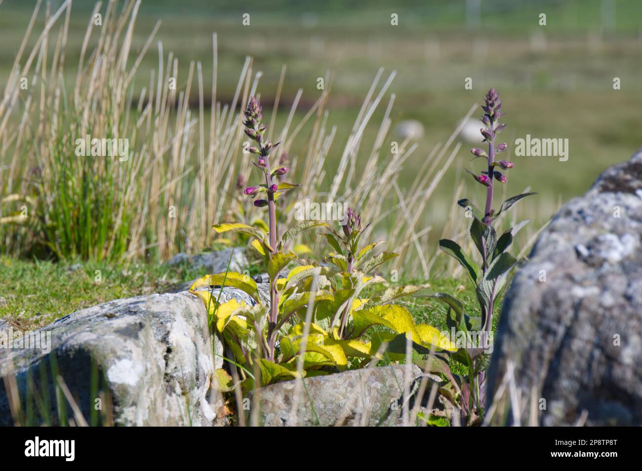 Foxgloves digitalis purpurea at Cloghanmore Megalithic Court Tomb at ...