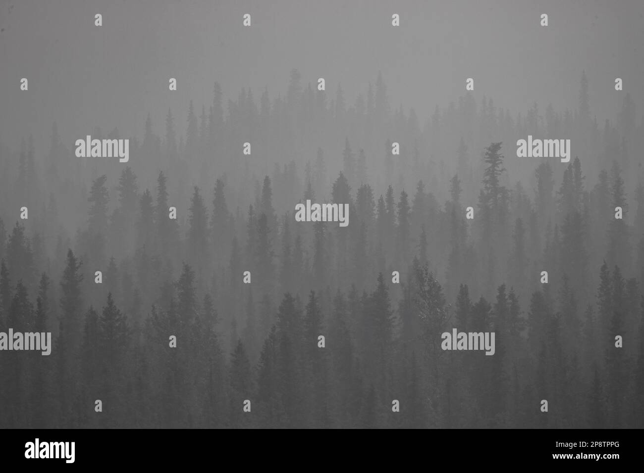 Haunting forest hi-res stock photography and images - Alamy
