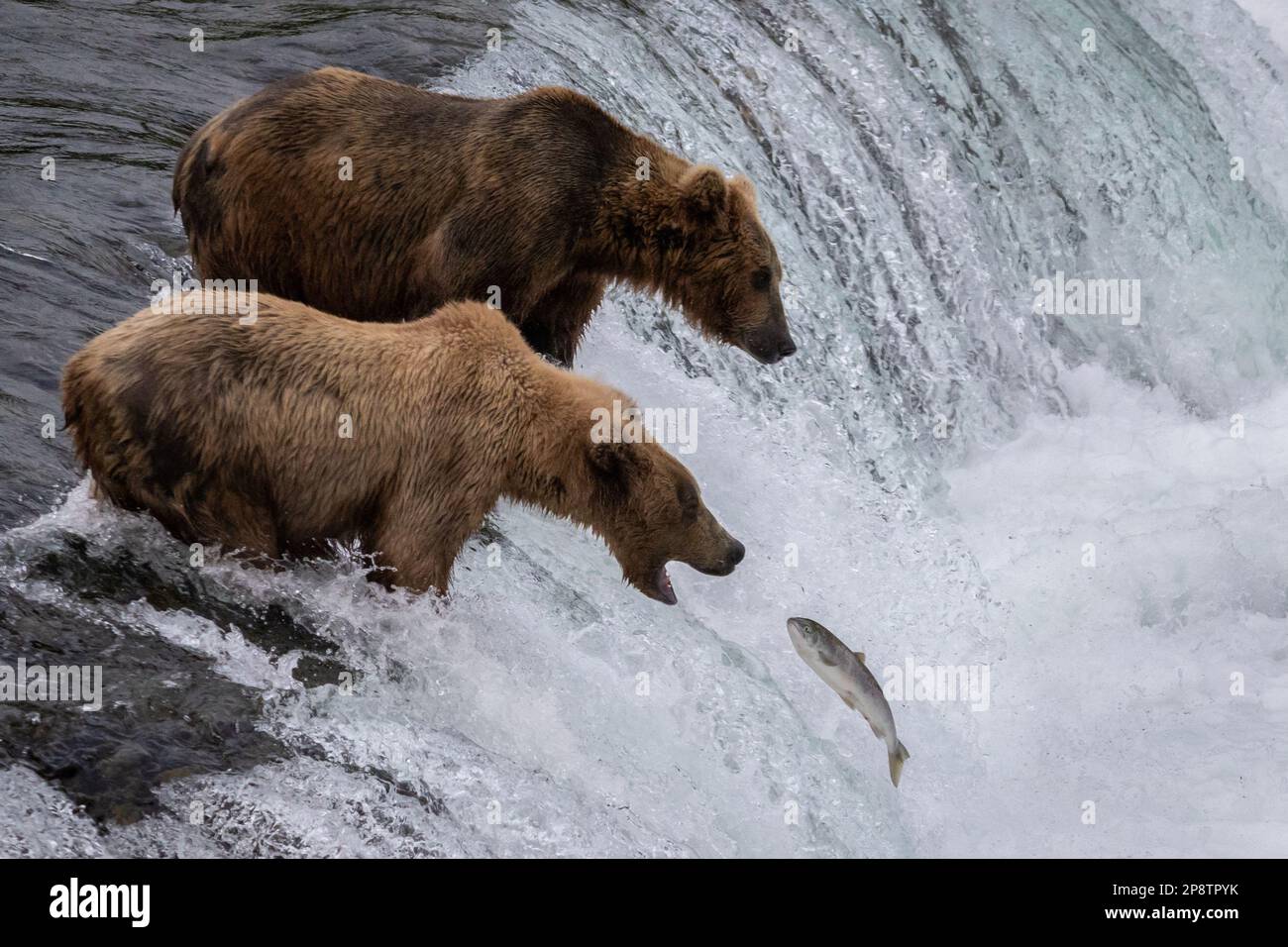 Grizzly Bear fishing Stock Photo - Alamy