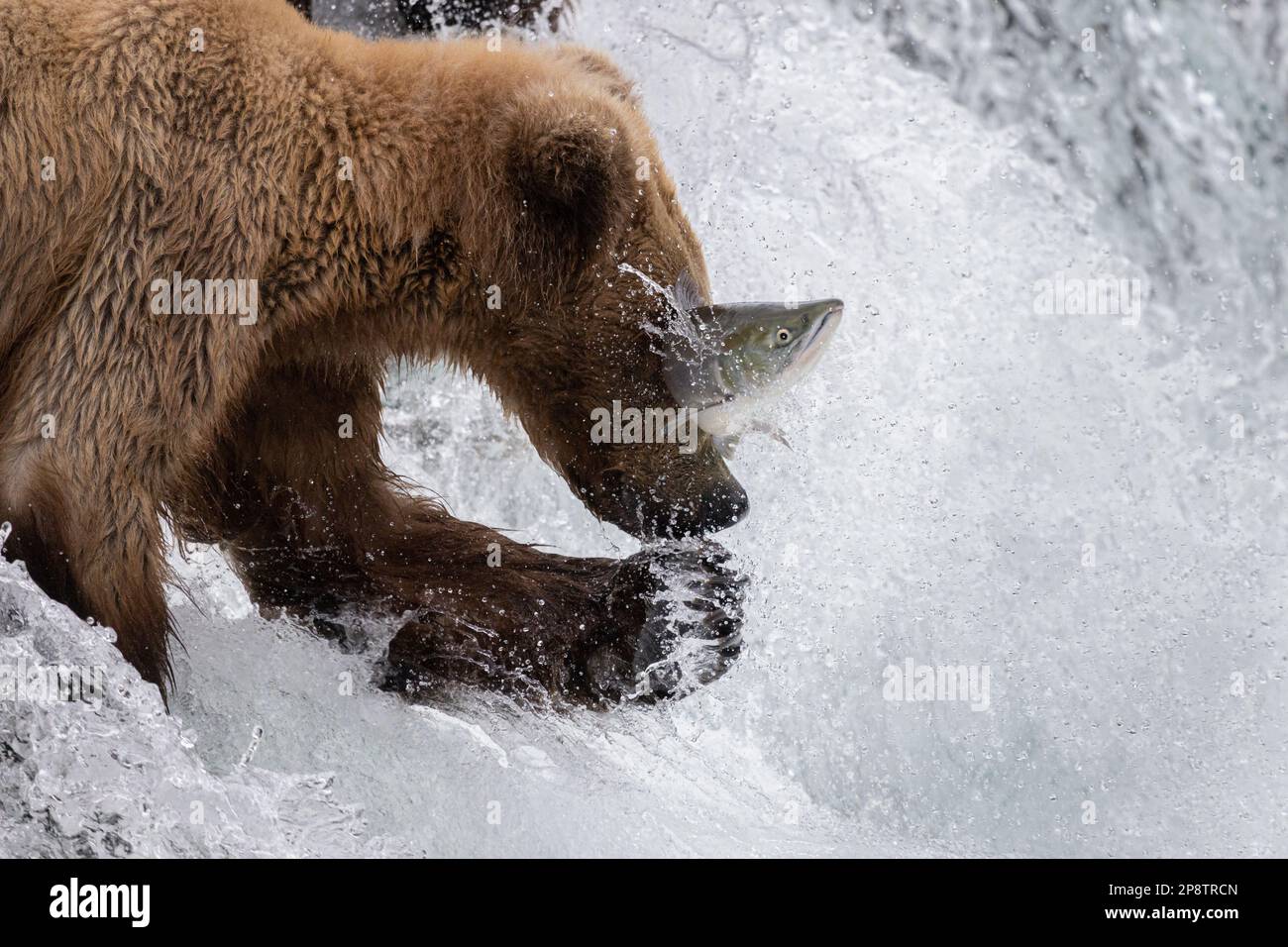 Grizzly Bear fishing Stock Photo - Alamy