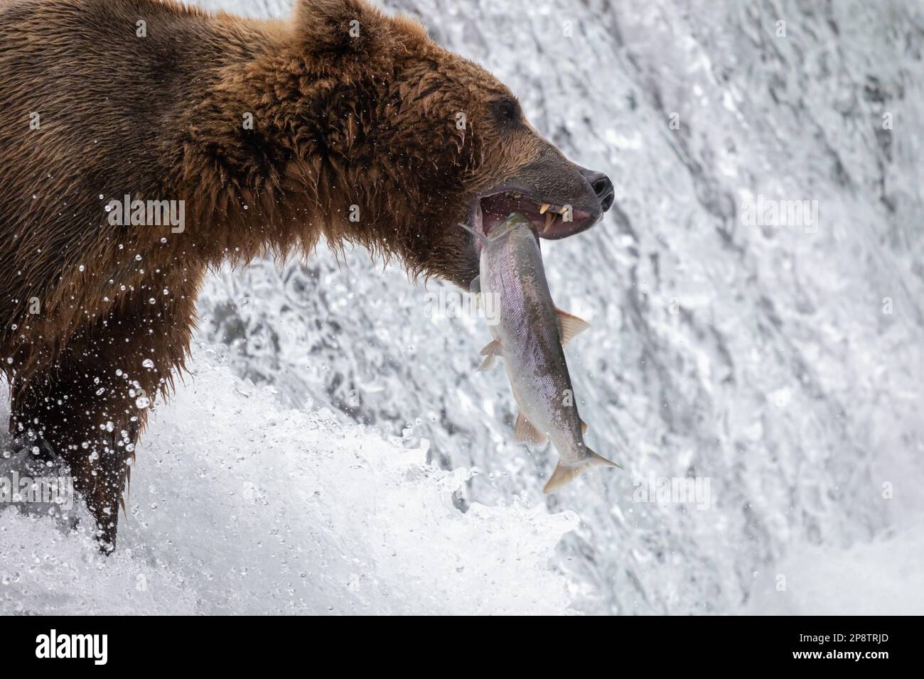 Grizzly Bear fishing Stock Photo - Alamy
