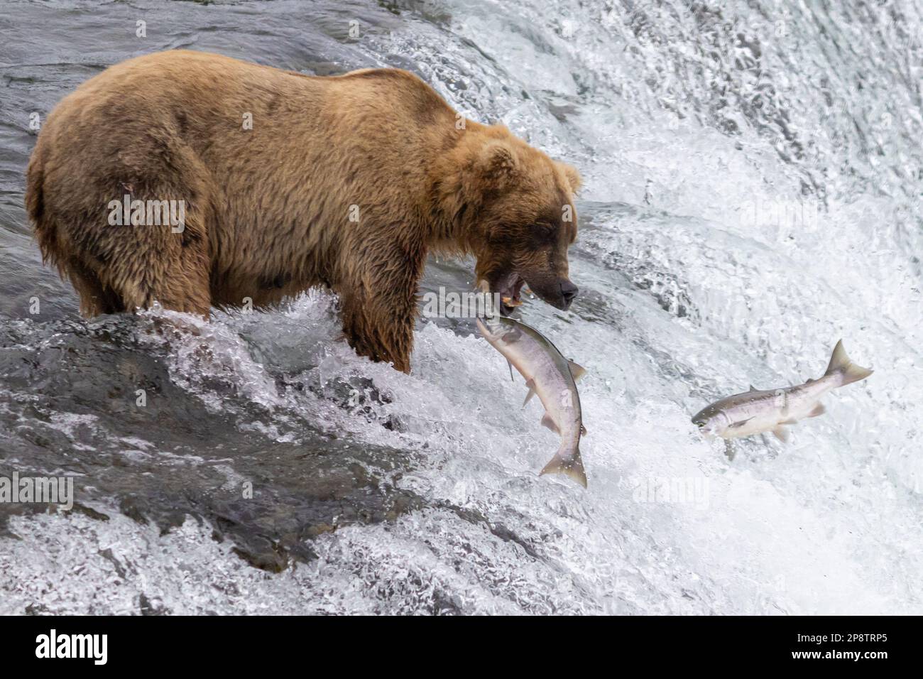 Grizzly Bear fishing Stock Photo - Alamy