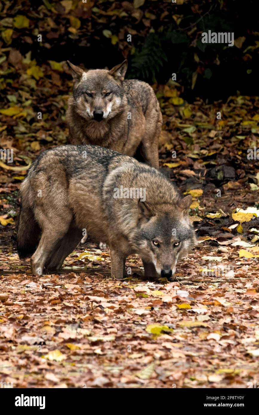 Marsupial wolf hi-res stock photography and images - Alamy
