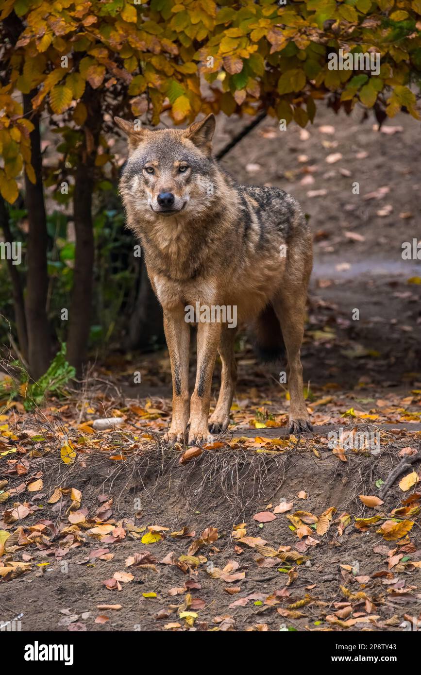 wolf in autumn forest Stock Photo - Alamy
