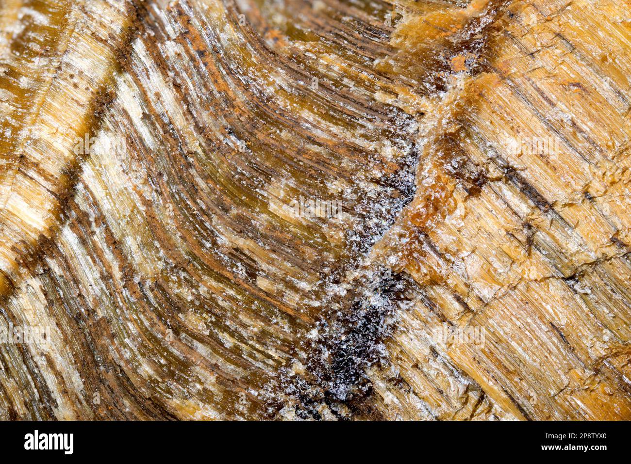 Cats eye quartz hi-res stock photography and images - Alamy