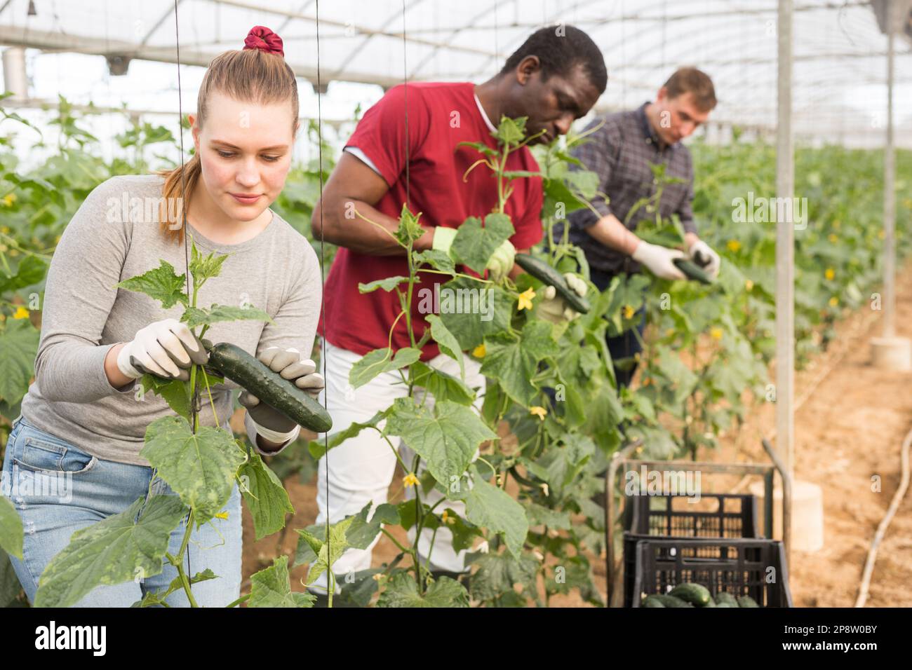 Farm workers harvesting cucumbers Stock Photo - Alamy