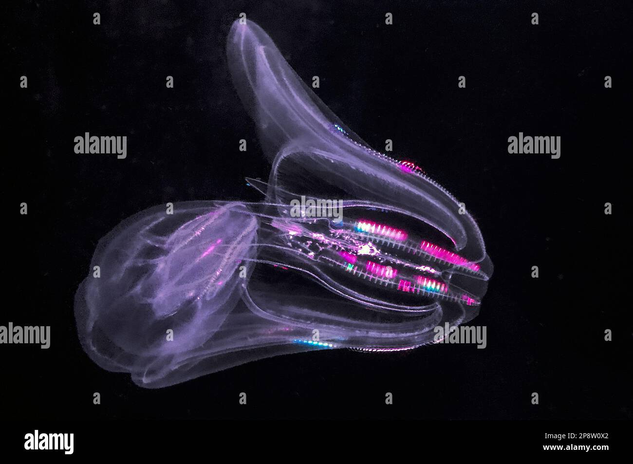 Comb jellyfish hi-res stock photography and images - Alamy