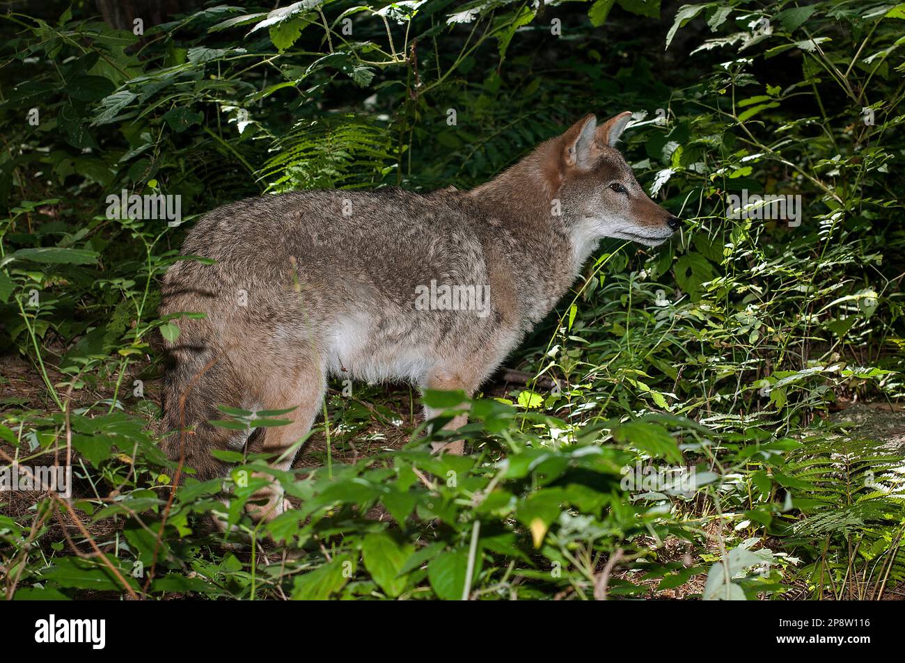 Hairless Wolf Coyote Hybrid