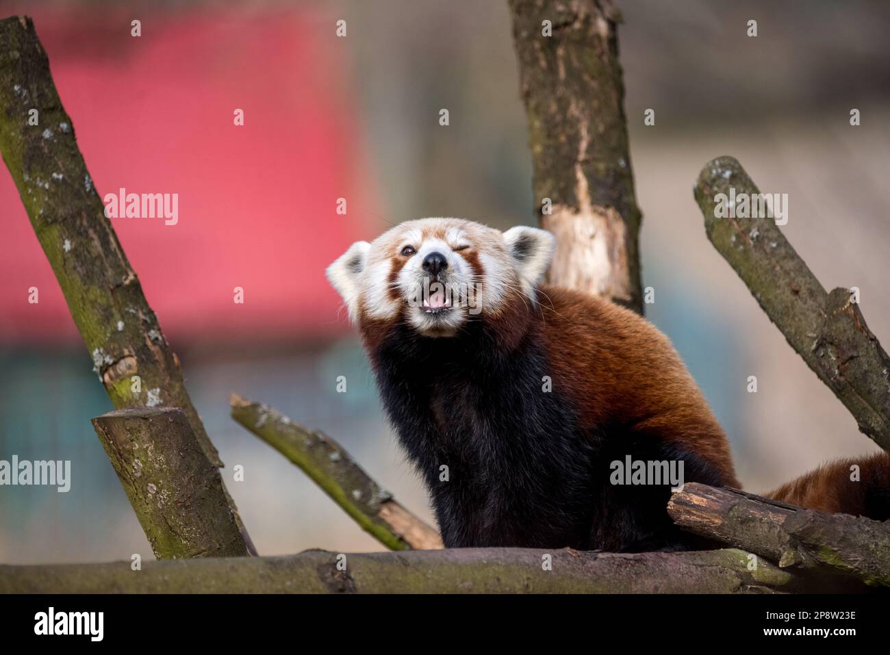 Digital panda hi-res stock photography and images - Alamy