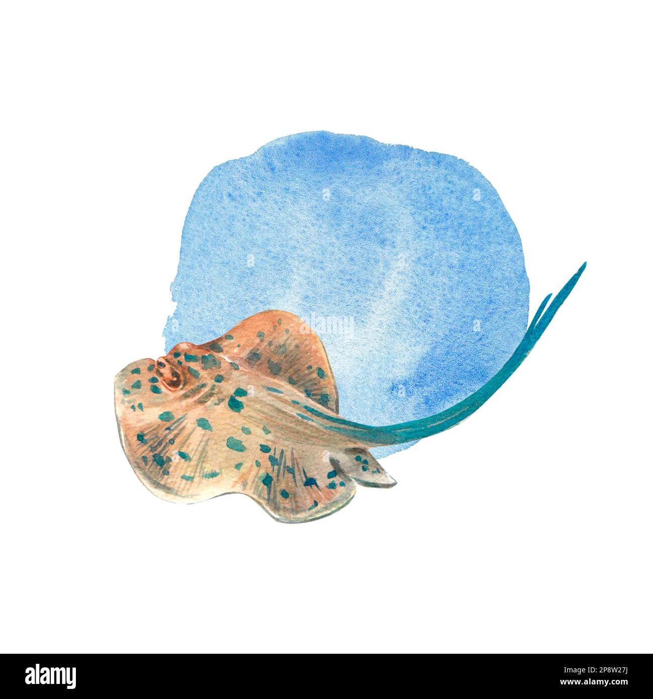 A spotted cute stingray with a blue tail isolated on a white background ...