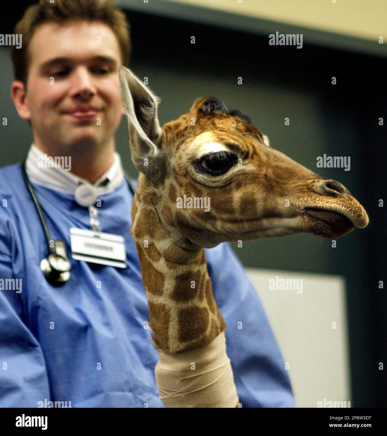 Molly, a 3-day-old baby giraffe, is observed by 4th-year vet student ...