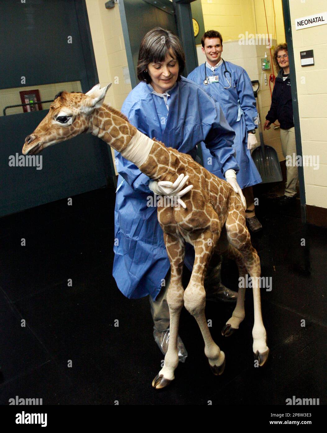 Molly, a 3-day-old baby giraffe, is steadied by neonatal veterinarian ...