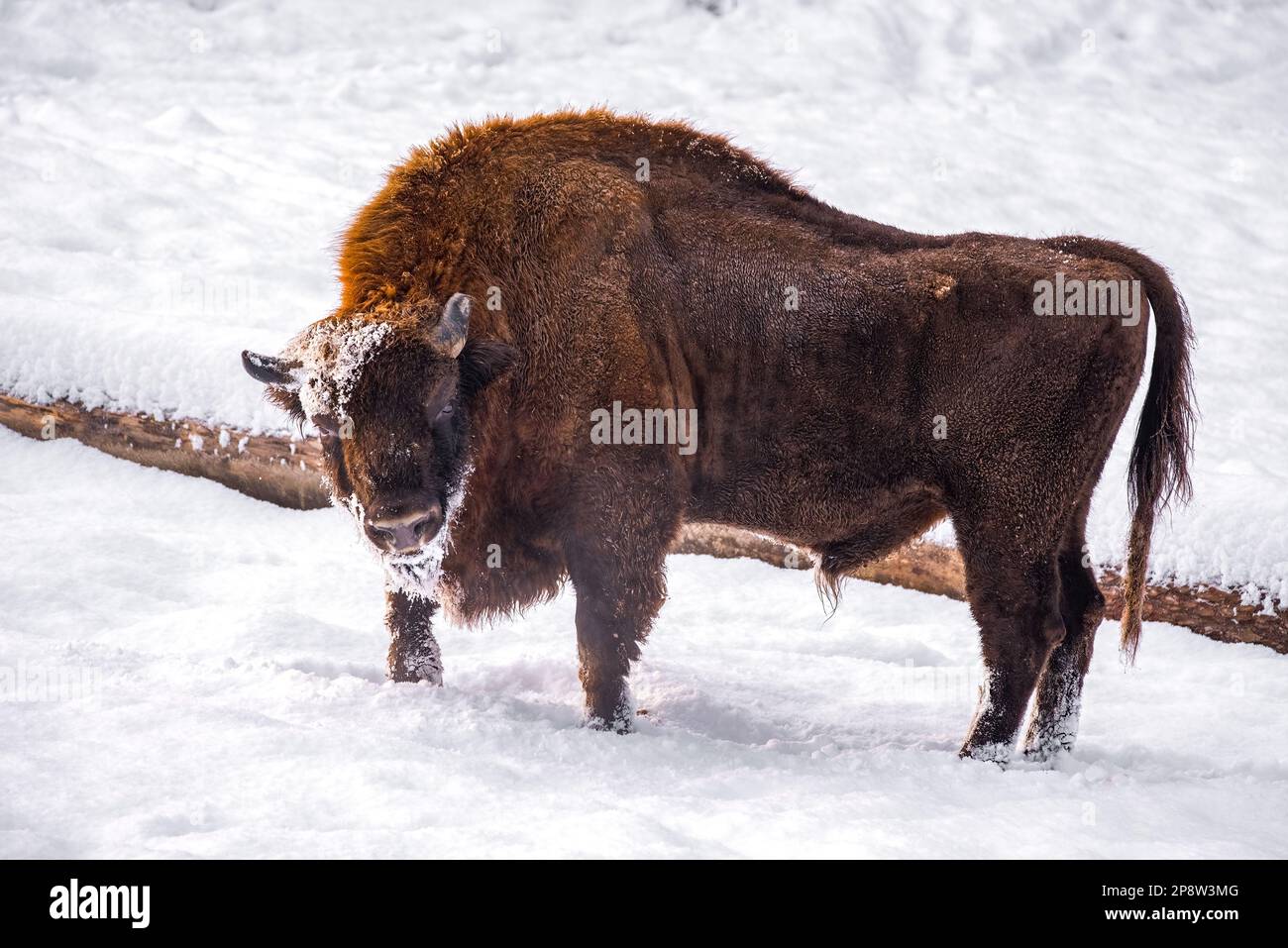 European bison in the snow Stock Photo - Alamy