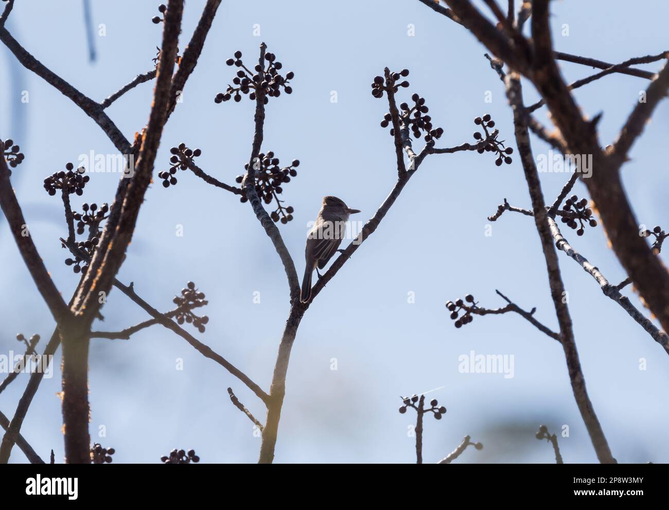 Boz alinli sinekkapan hi-res stock photography and images - Alamy