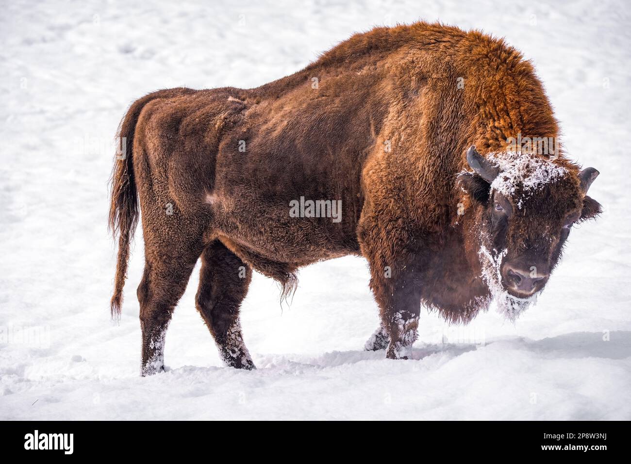 European bison herd wild animals hi-res stock photography and images ...