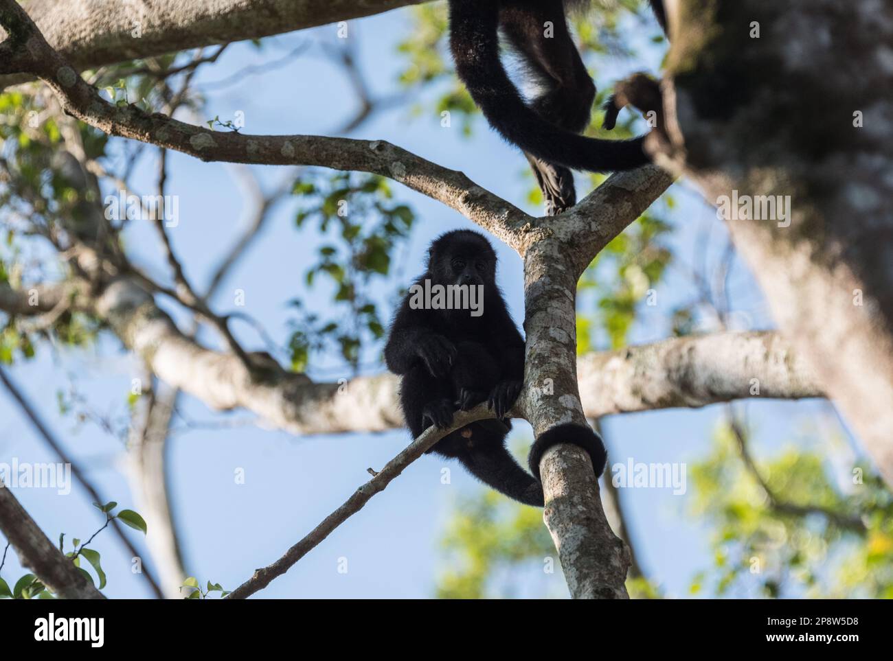 Young Yucatan Black Howler (Alouatta pigra) in trees in Chiapas State ...