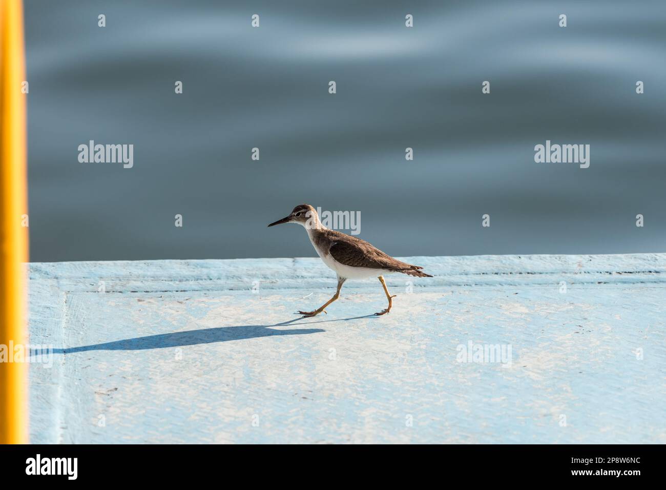 Spotted Sandpiper (Actitis macularia) by the river at Sumidero Gorge ...