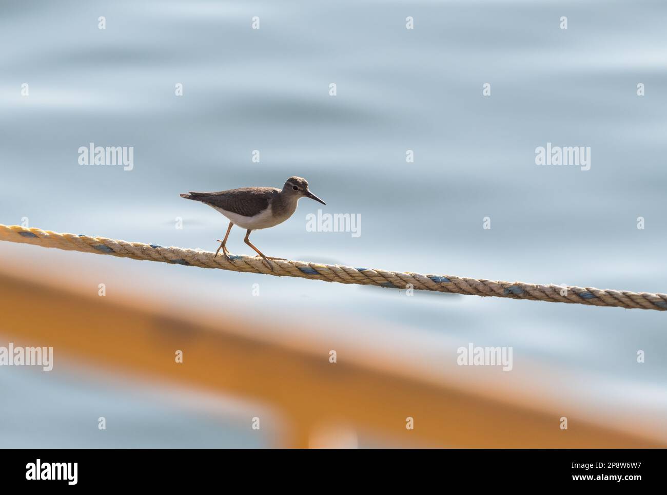 Spotted Sandpiper (Actitis macularia) by the river at Sumidero Gorge ...