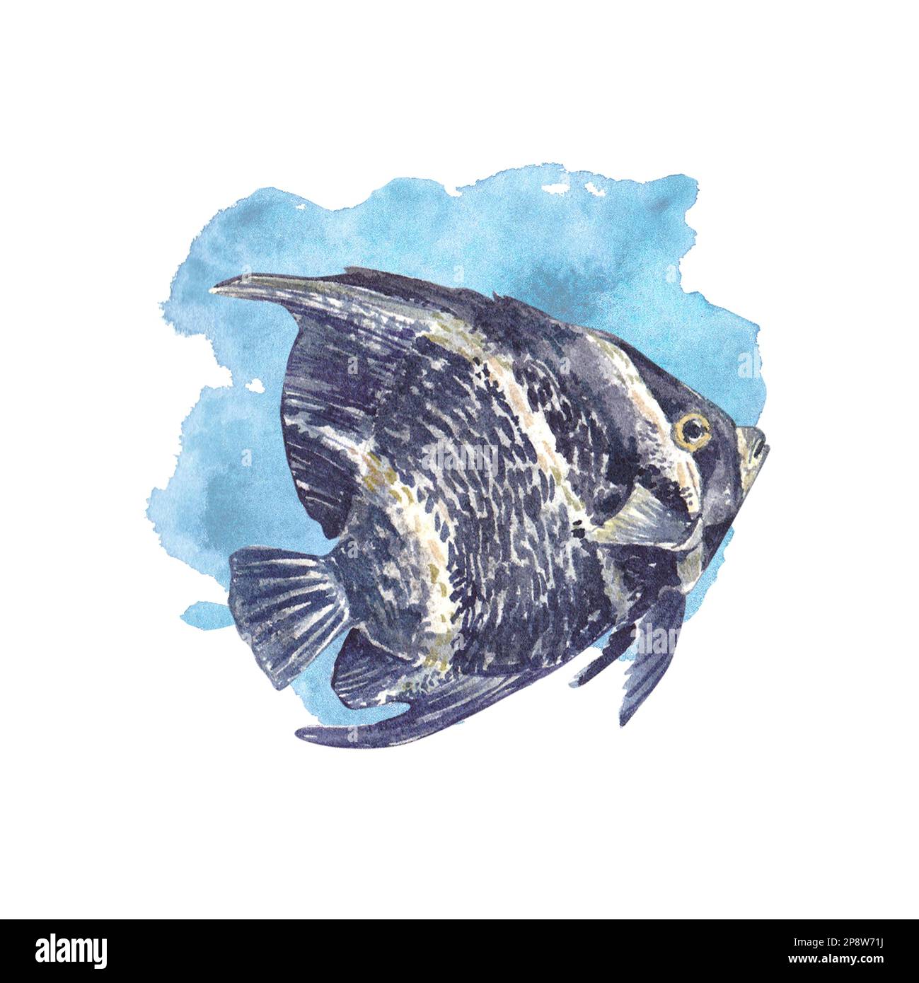Tropical black fish on a watercolor blue spot isolated on a white ...