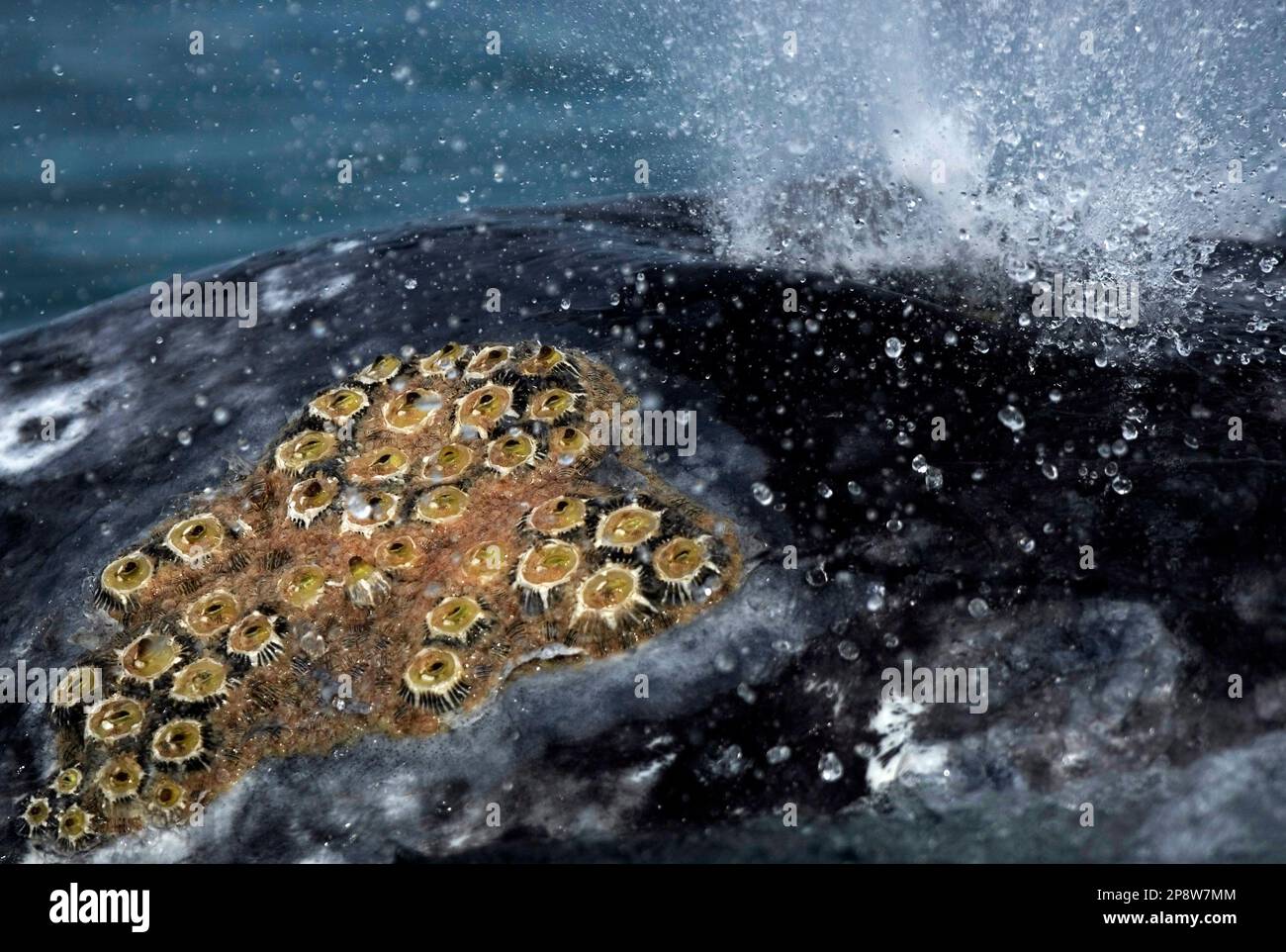 Barnacles are seen on the skin of a gray whale as she breeds at the Ojo ...