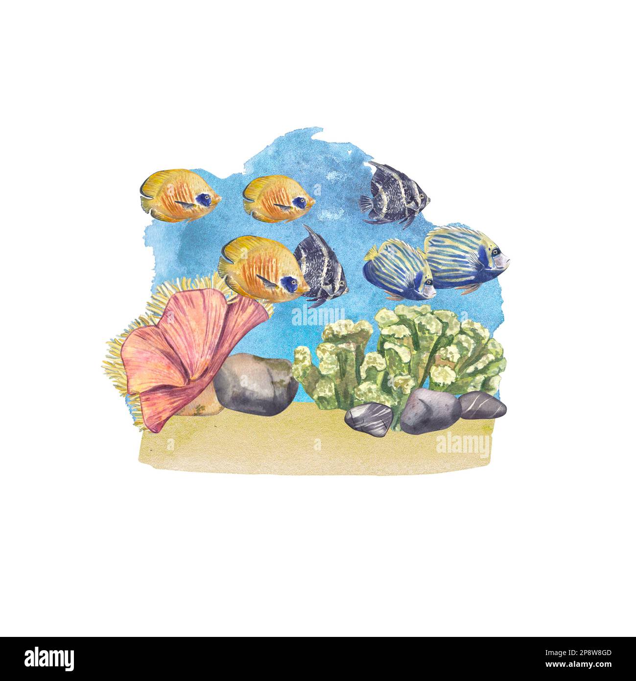 Schools of tropical fish on the seabed isolated by a white background ...