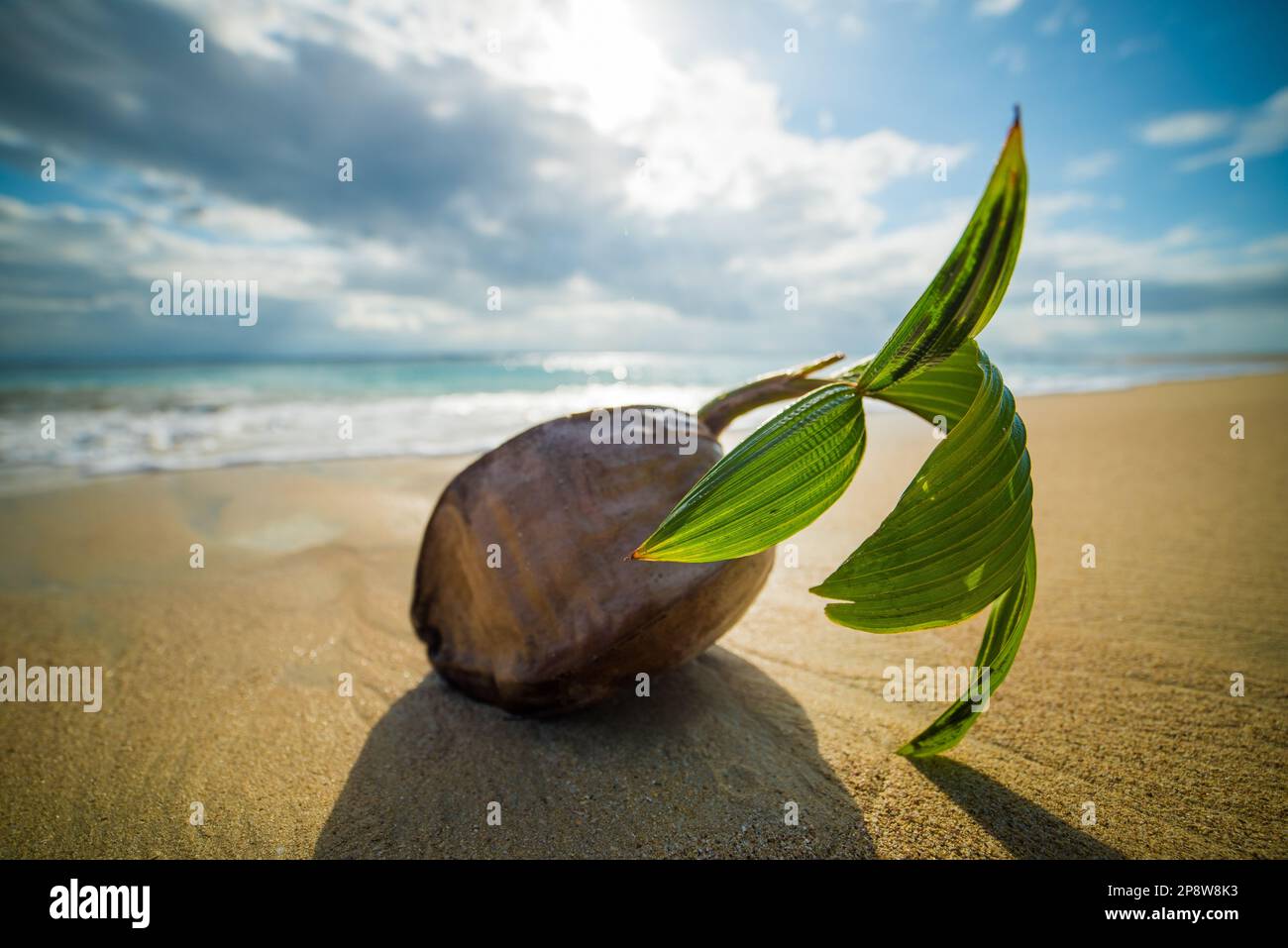 coconut on the beach Stock Photo - Alamy
