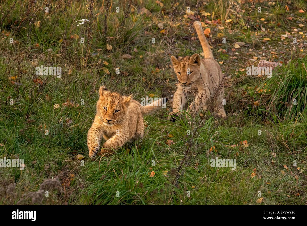 Lion cubs playing Stock Photo - Alamy