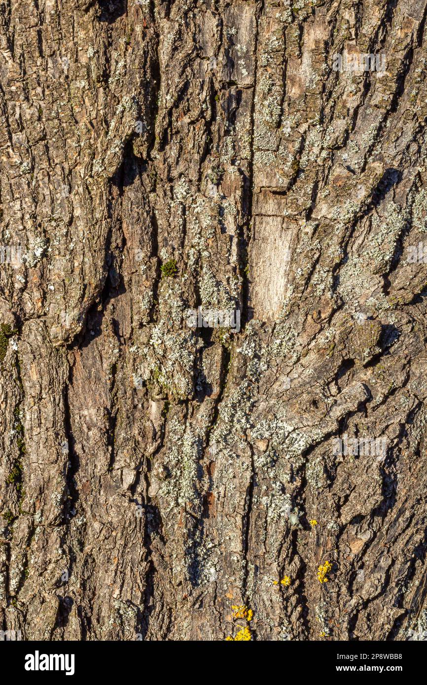 Tree Bark Background Pattern