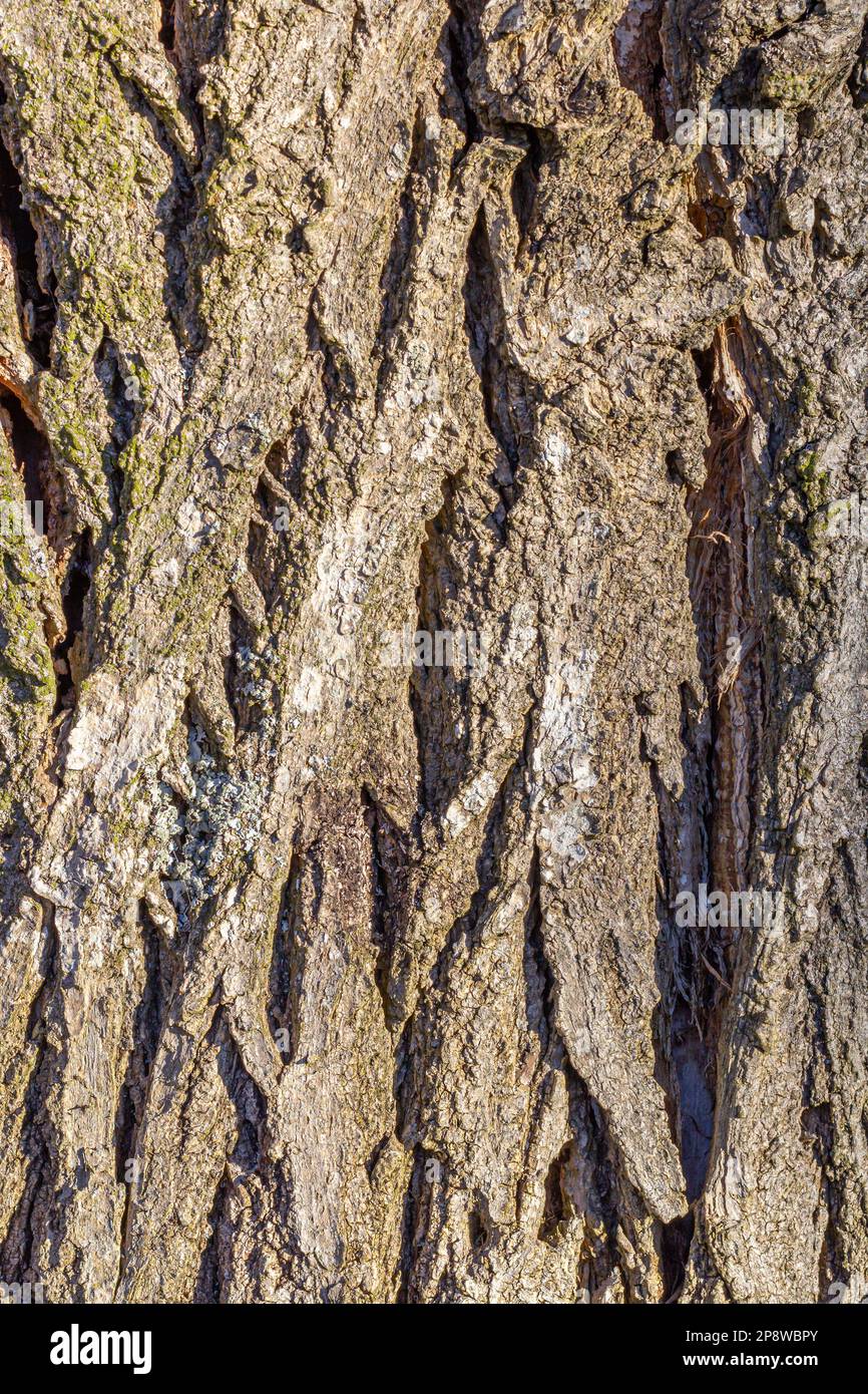 Old tree bark with beautiful patterns for graphic design or wallpapers ...