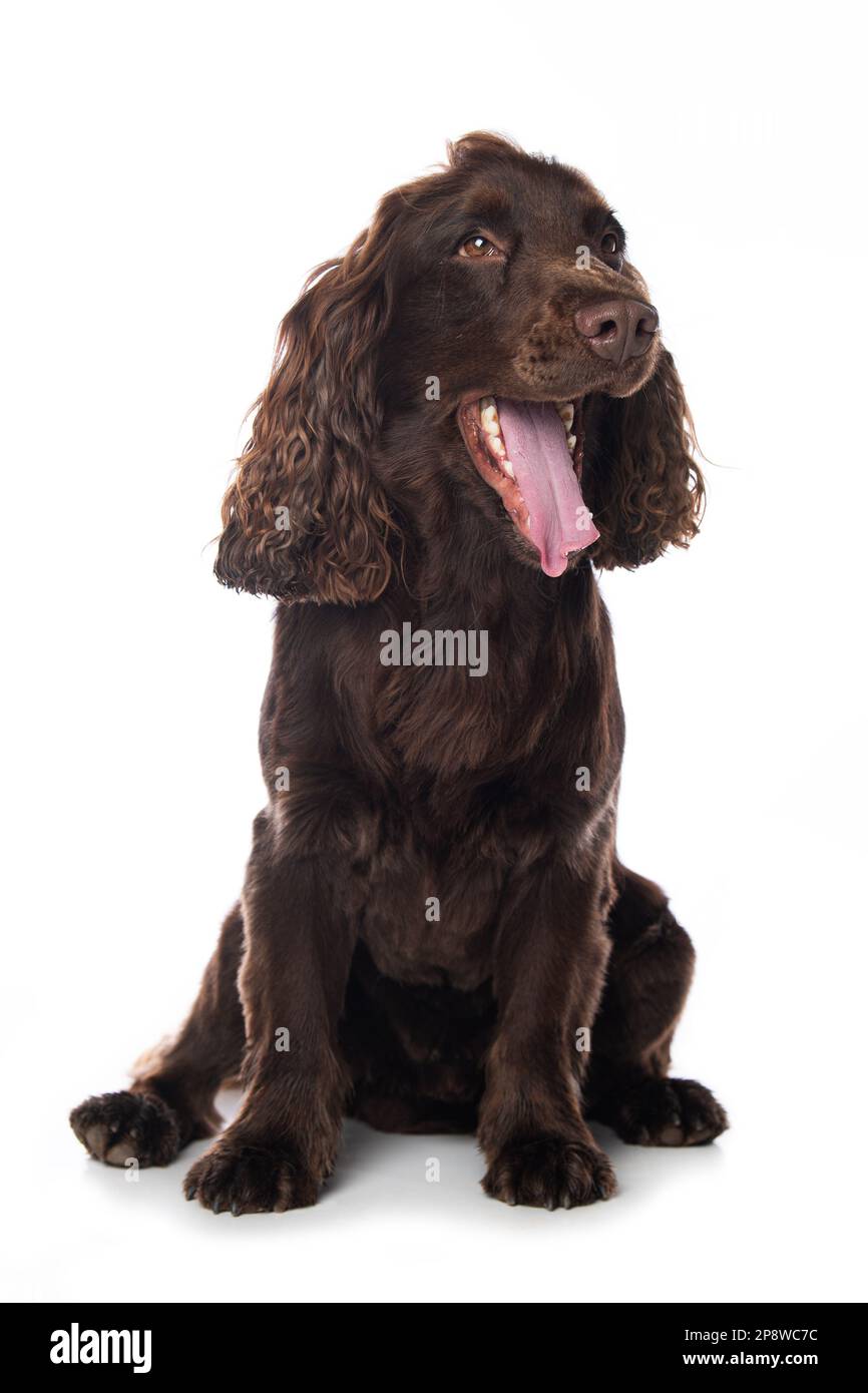Cocker spaniel dog sitting isolated on white background Stock Photo - Alamy