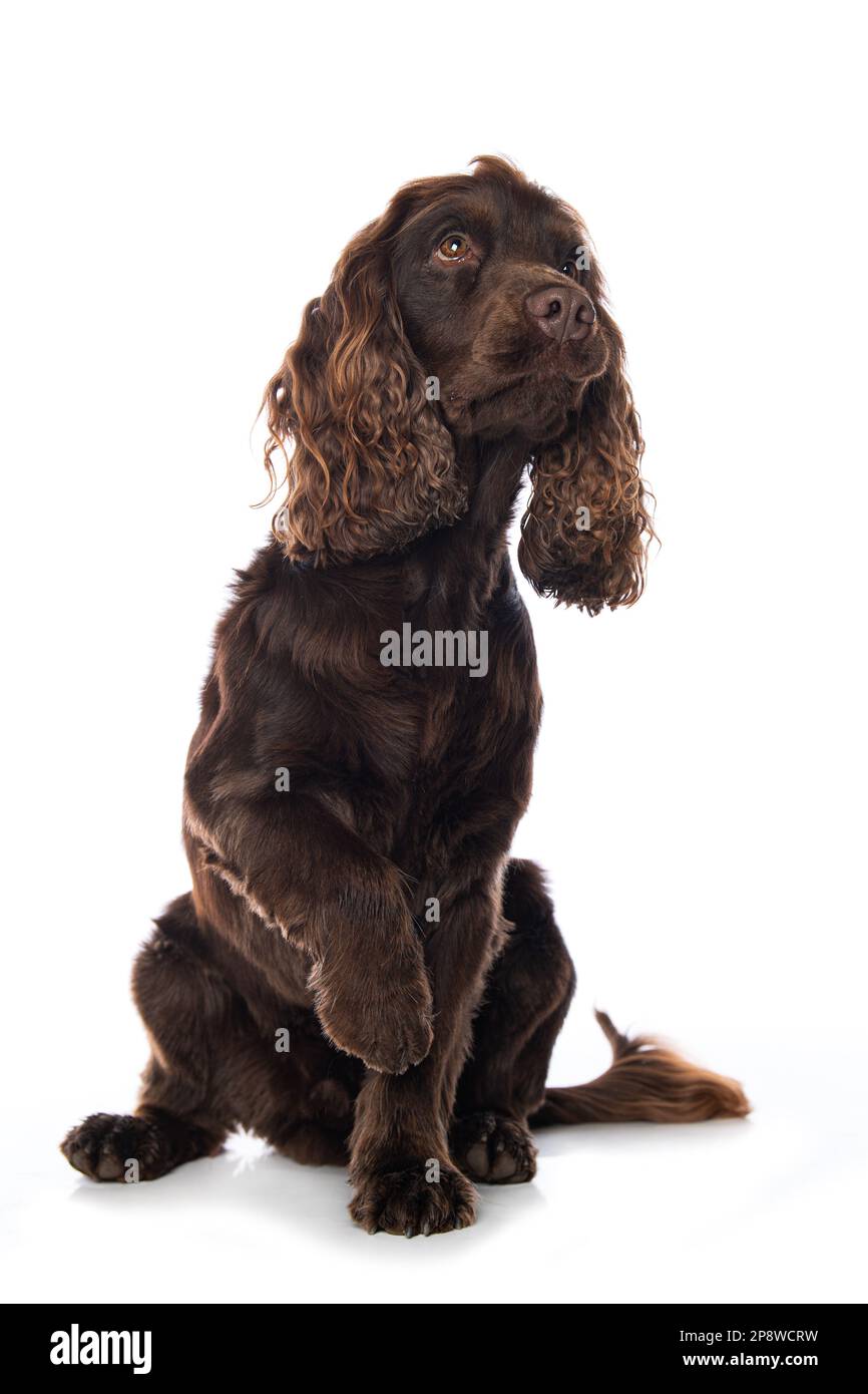 Cocker spaniel dog sitting isolated on white background Stock Photo - Alamy