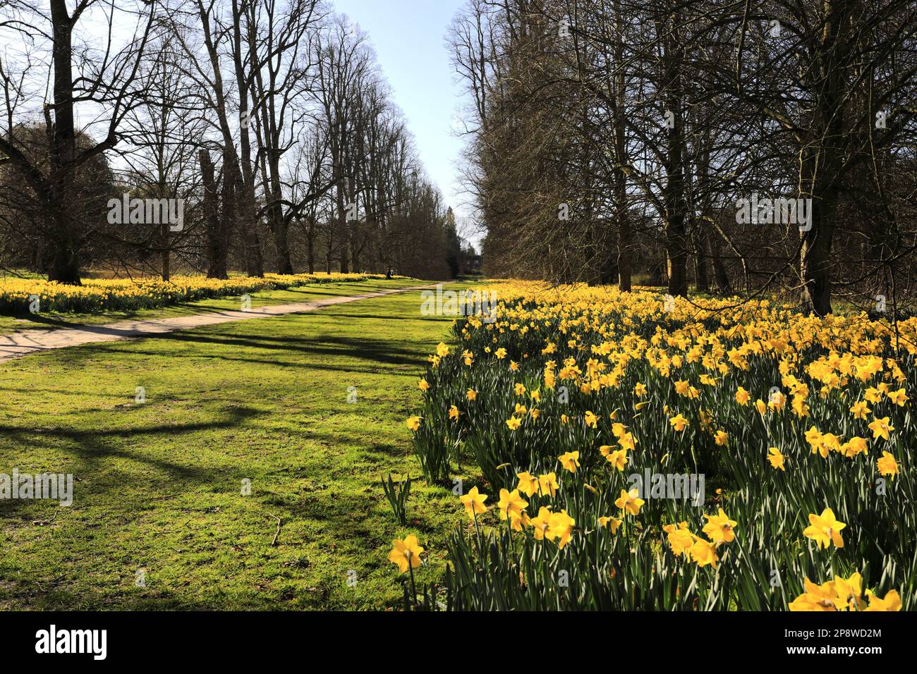 Spring Daffodils at Nowton Park near Bury St Edmunds, Suffolk, England ...