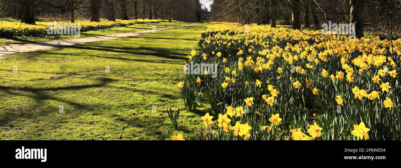 Spring Daffodils at Nowton Park near Bury St Edmunds, Suffolk, England ...