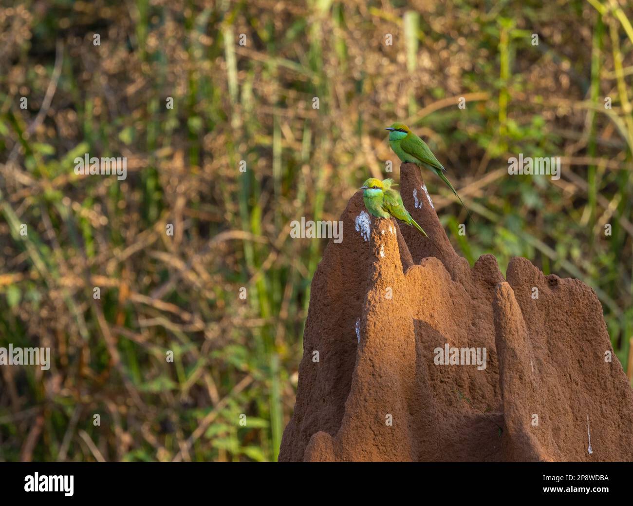 Bee eaters india hi-res stock photography and images - Alamy
