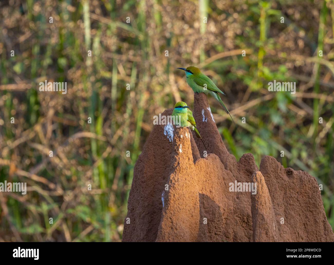 A pair of Green Bee Eaters sitting on a large termite mound in ...